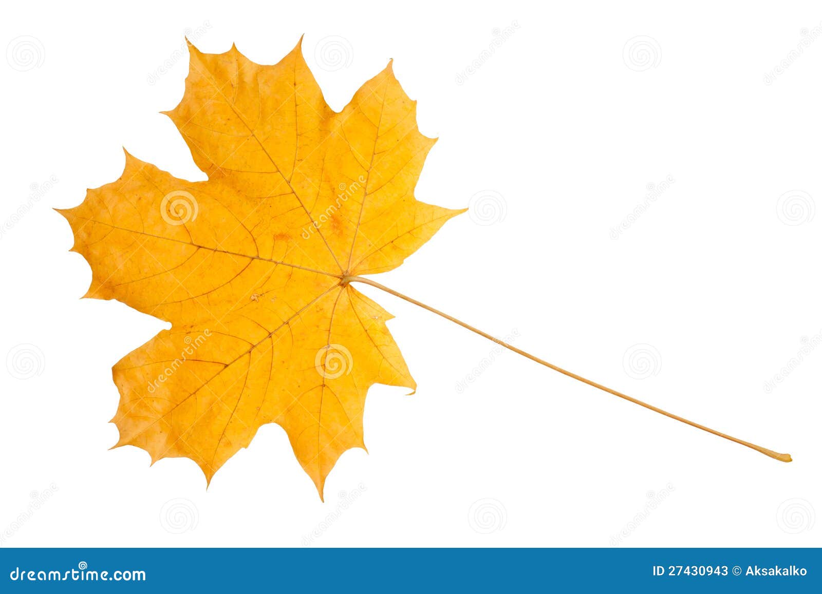 Yellow Maple Leaf As an Autumn Symbol. Stock Image - Image of isolated ...