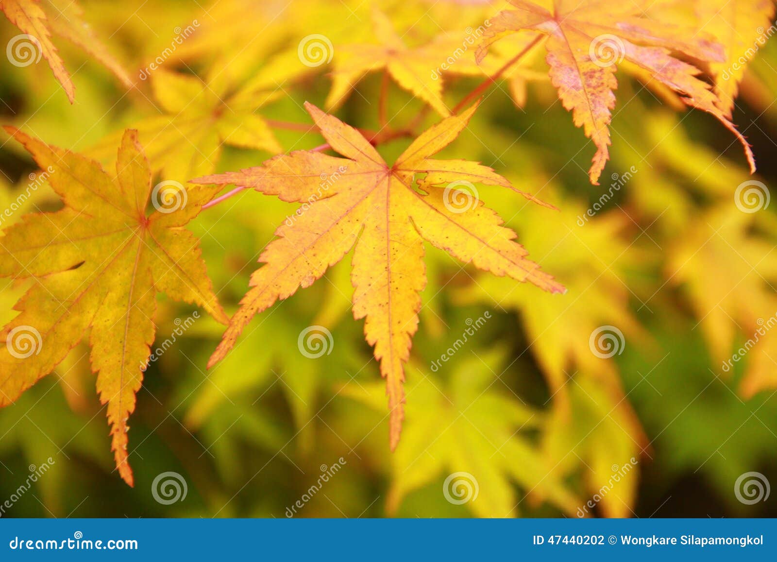 Yellow maple stock photo. Image of yellow, fall, autumn - 47440202