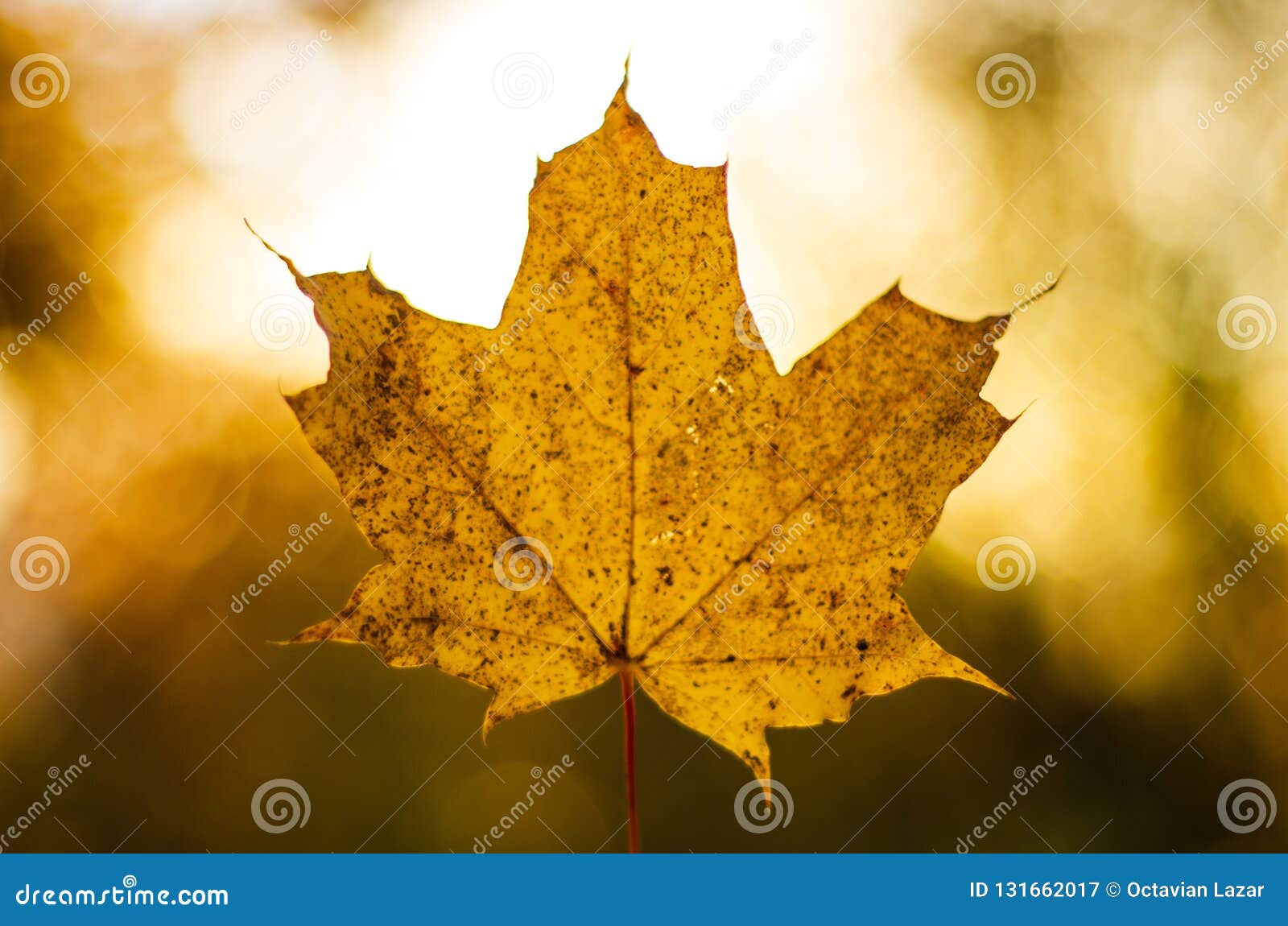 Yellow Maple Leaf in the Autumn Single Isolated Stock Image - Image of ...
