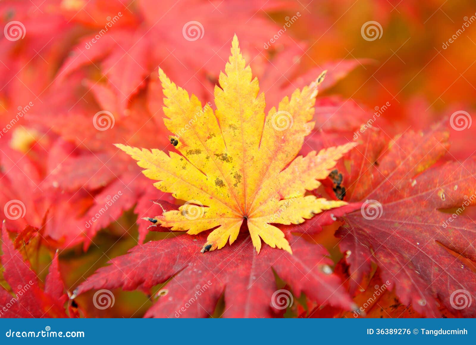 Yellow Maple Leaf stock photo. Image of liaoning, closeup - 36389276