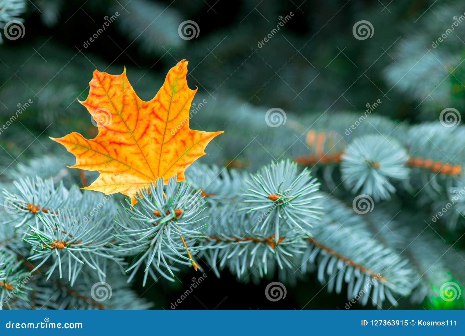 Yellow Maple Leaf in the Branches of Blue Spruce Stock Image - Image of ...
