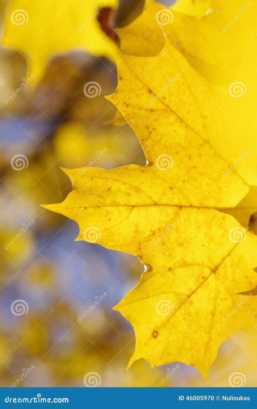 Yellow maple leaf stock photo. Image of closeup, individual - 46005970