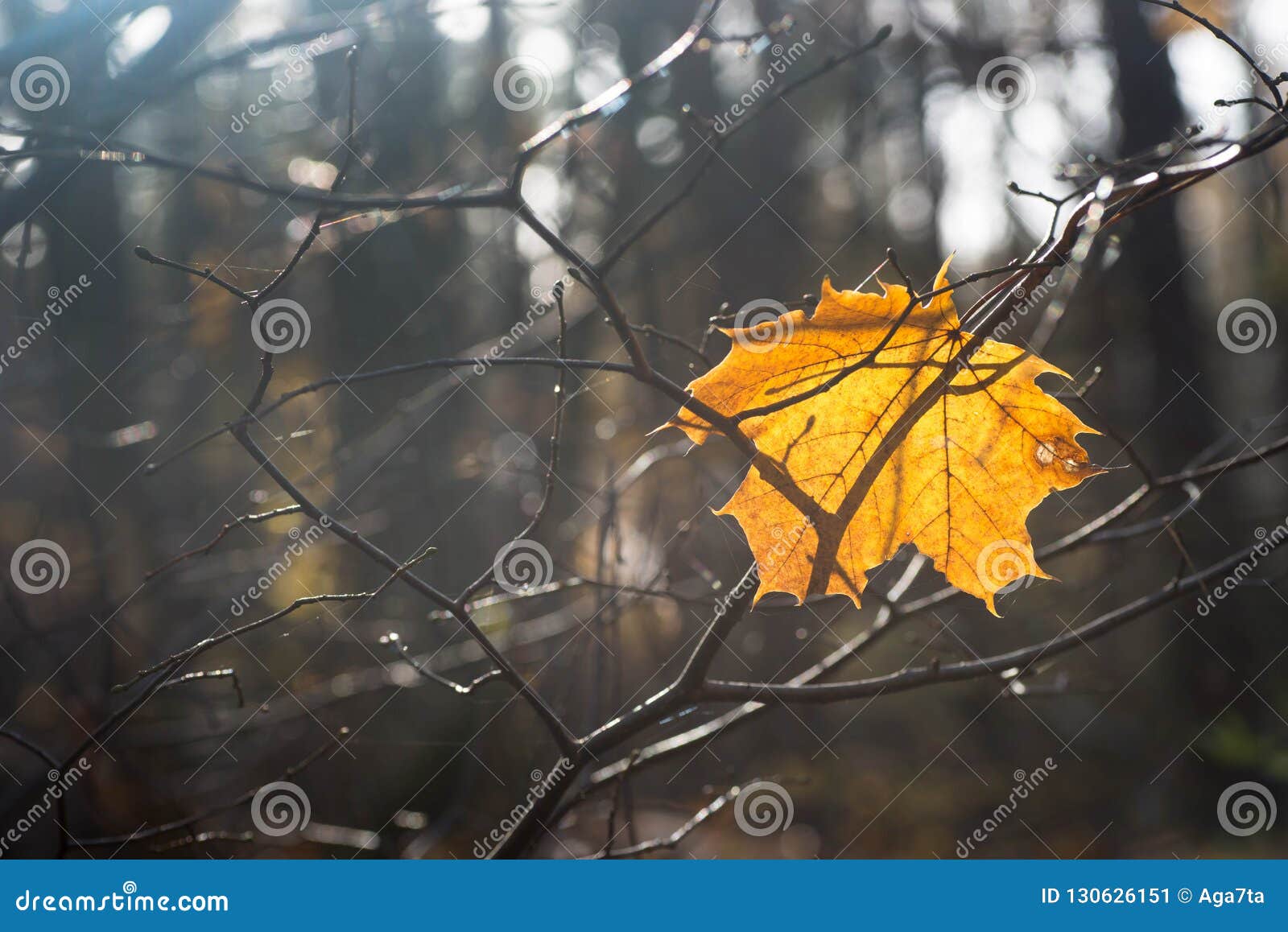 Yellow Maple Leaf in Forest Macro Stock Image - Image of closeup ...