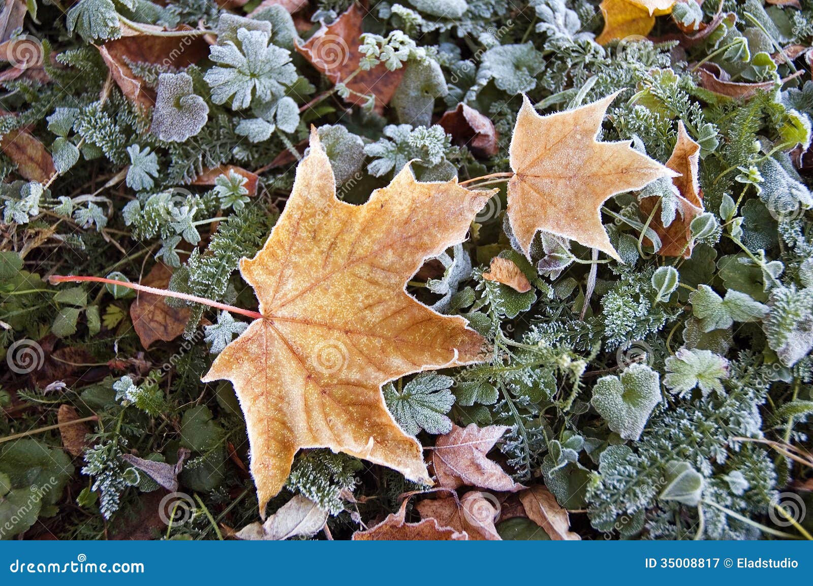 Yellow Maple Leaf with Frost Stock Image - Image of macro, nature: 35008817