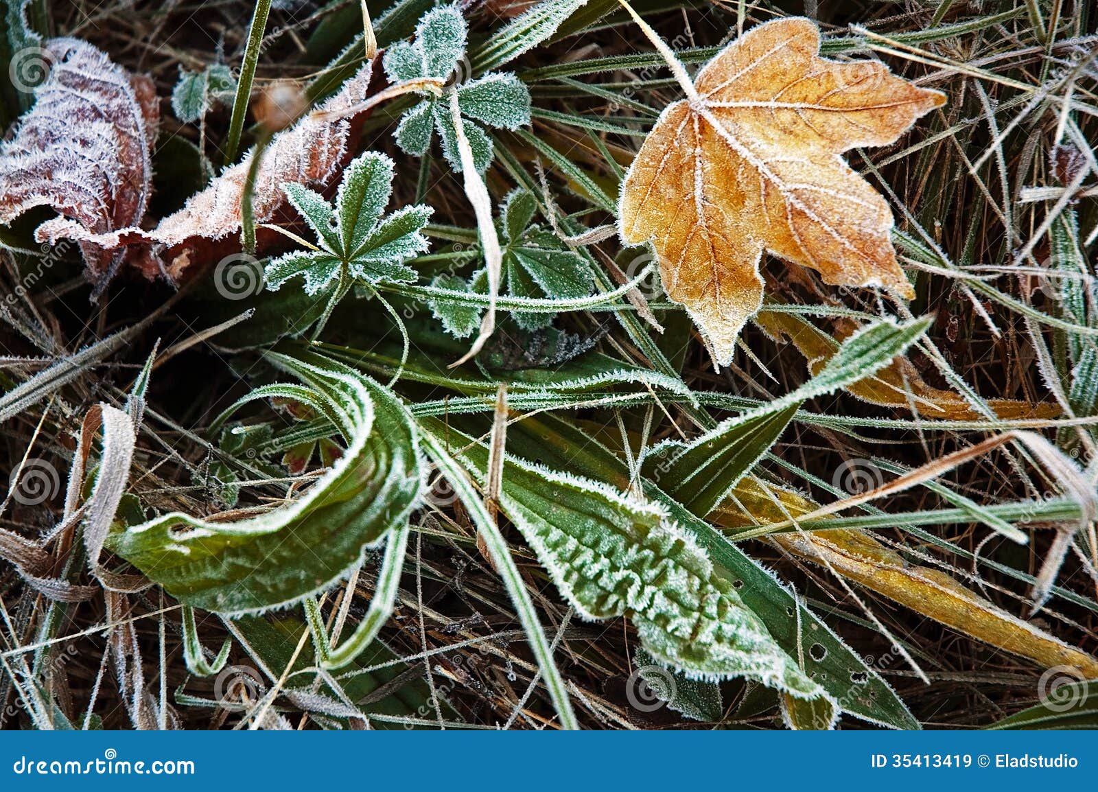Yellow Maple Leaf with Frost Stock Image - Image of yellow, forest ...