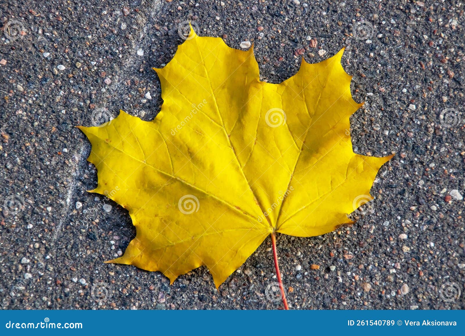 Yellow Maple Leaf on Asphalt Close Up Stock Image - Image of floating ...