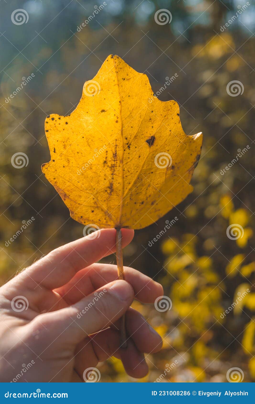 Yellow Maple Leaf in Hand on Autumn Leaves Background Stock Photo ...