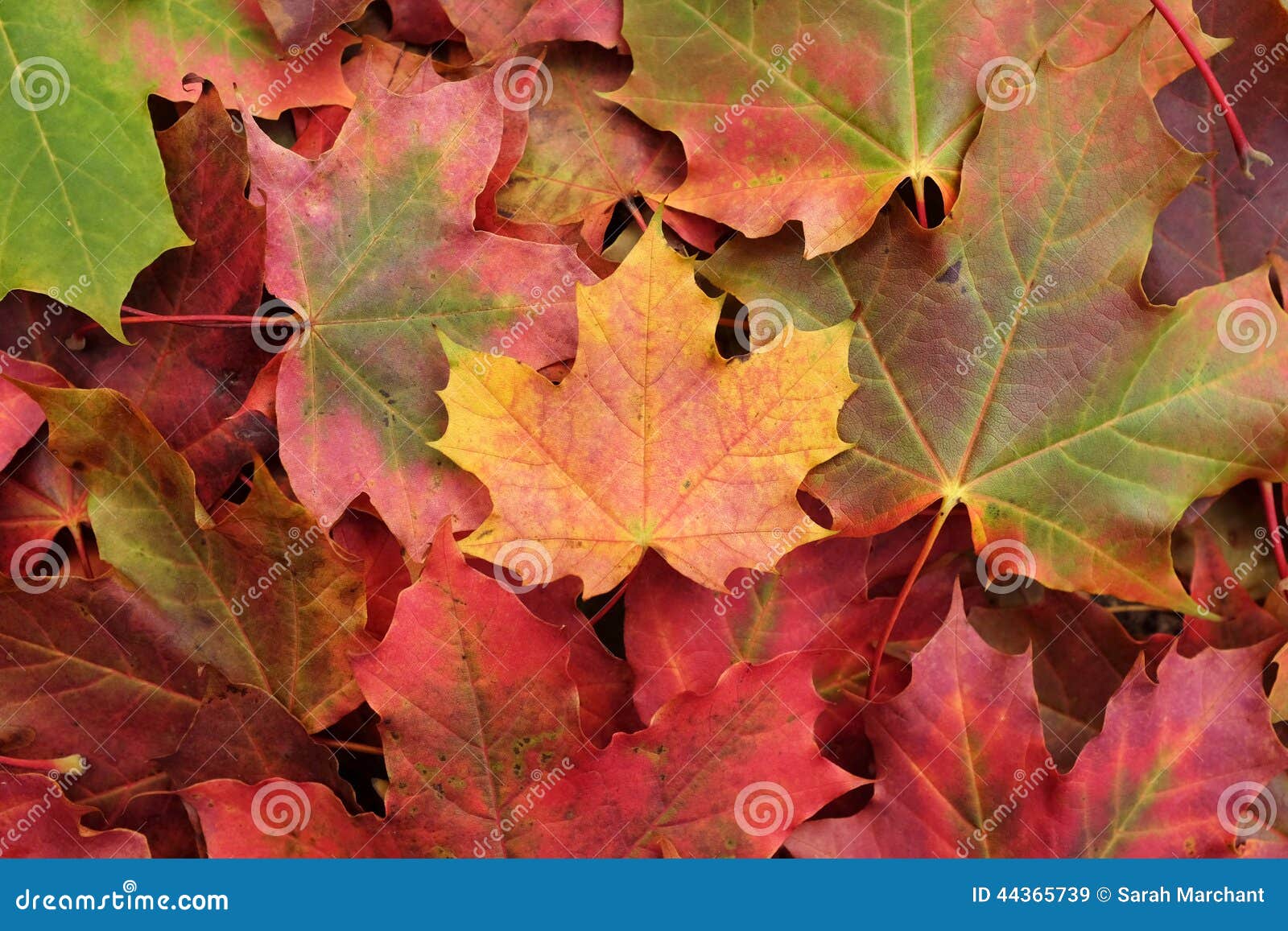 Yellow Maple Leaf on a Heap of Leaves Stock Image - Image of fall ...