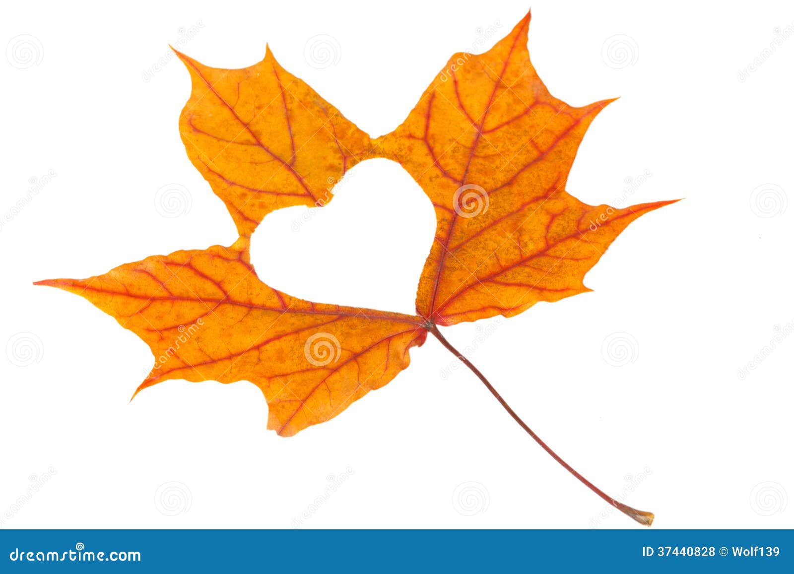 Yellow Maple Leaf with Heart Shape Stock Photo - Image of seasonal ...