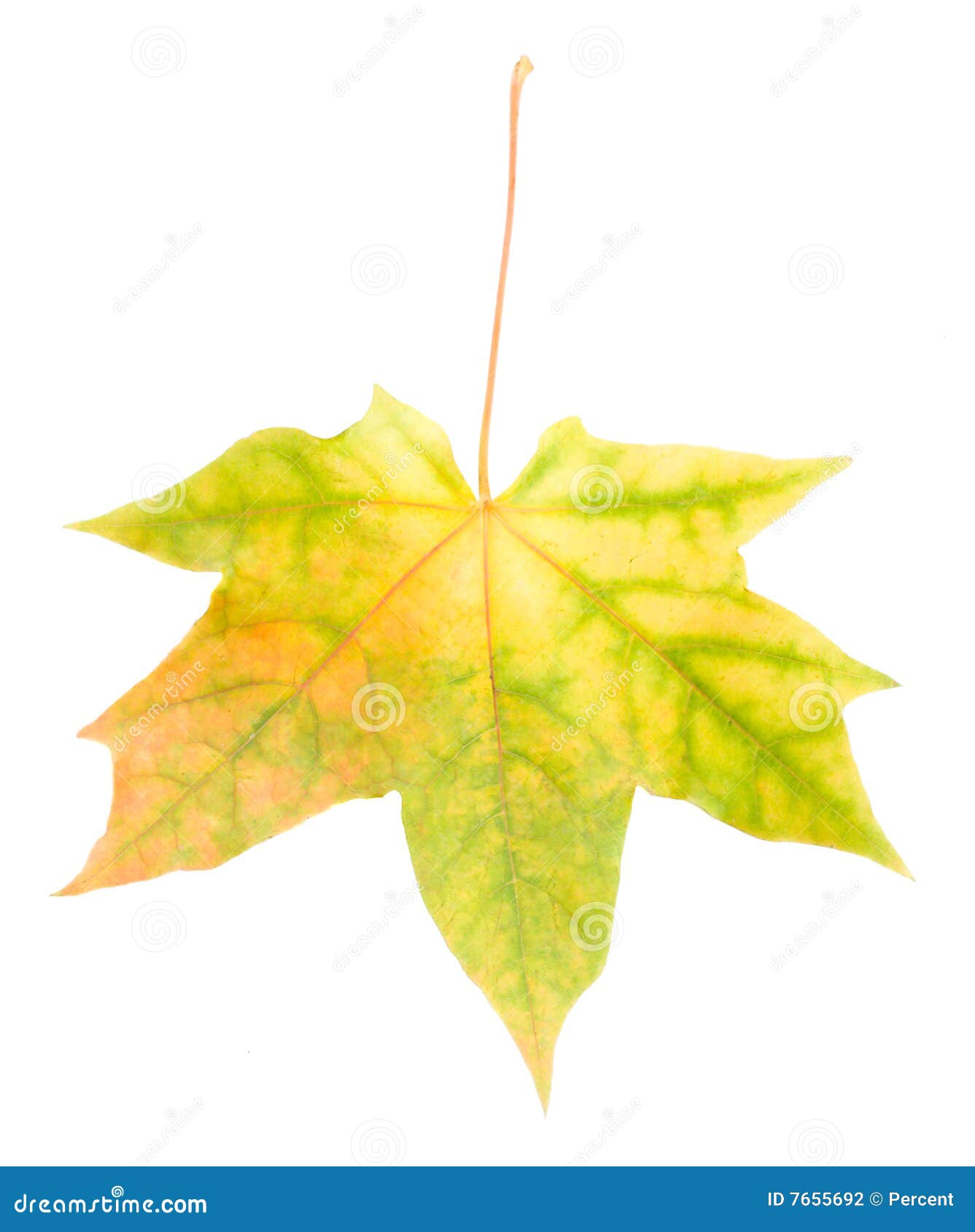 Yellow Maple Tree Acer Palmatum Tree Of Trident Maple In Autumn ...