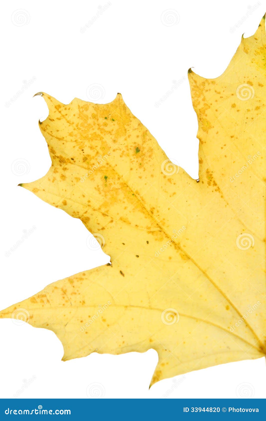 Yellow maple leaf stock photo. Image of nature, isolated - 33944820