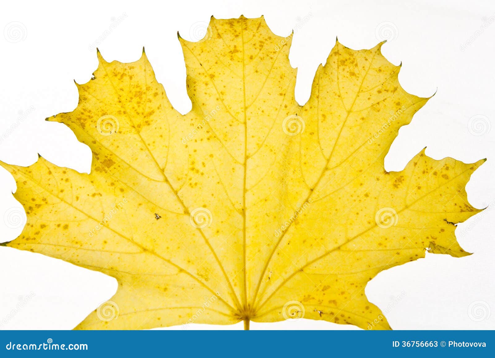 Yellow maple leaf stock image. Image of fall, brightly - 36756663