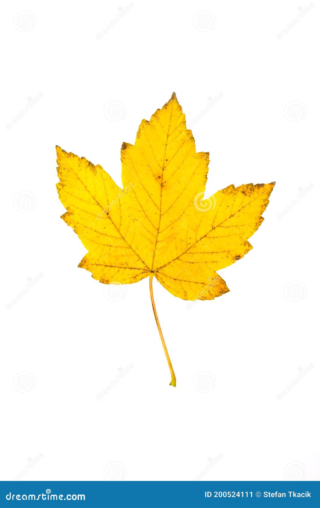 Yellow maple leaf. stock image. Image of leaves, leaf - 200524111