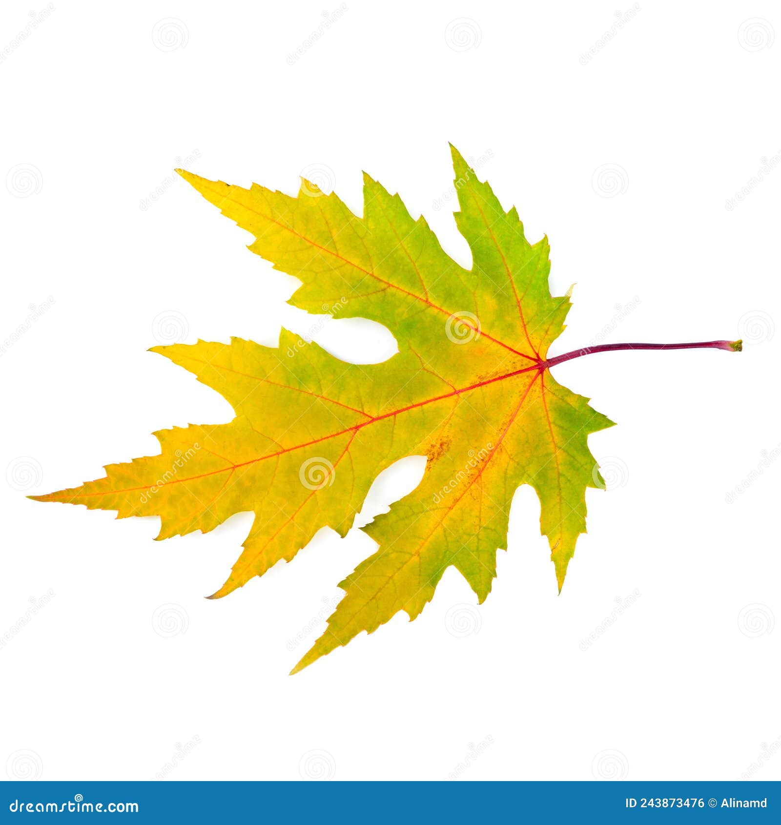 Yellow Maple Leaf Isolated on White Stock Photo - Image of maple ...
