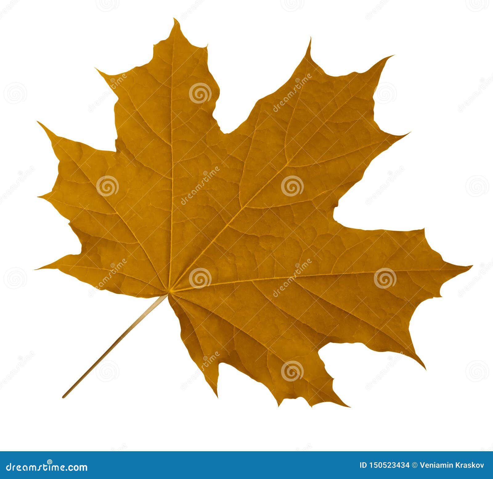Yellow Maple Leaf stock photo. Image of canadian, macro - 150523434