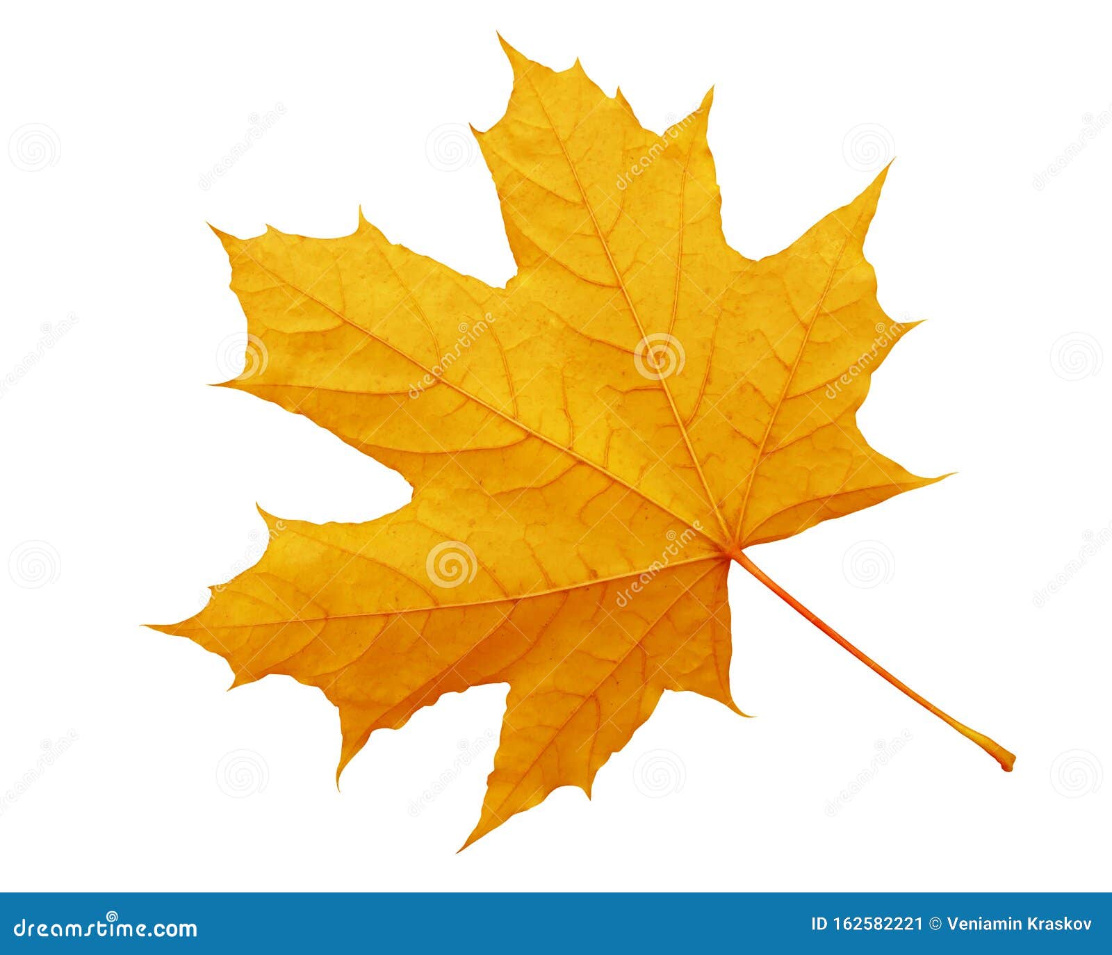 Yellow maple leaf isolated stock image. Image of path - 162582221