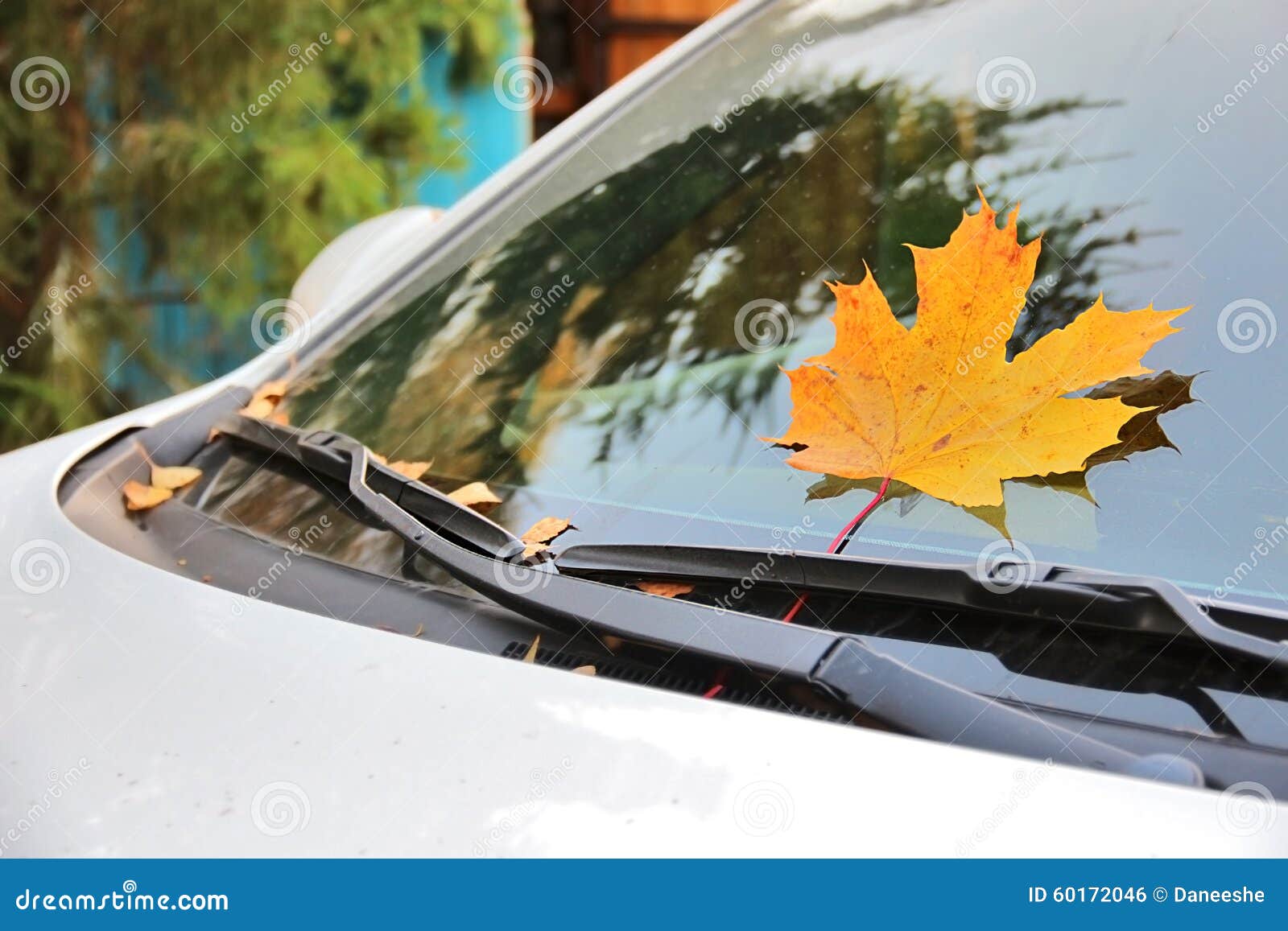 Yellow Maple Leaf Pressed by Wipers on Windshield of Car Stock Photo ...