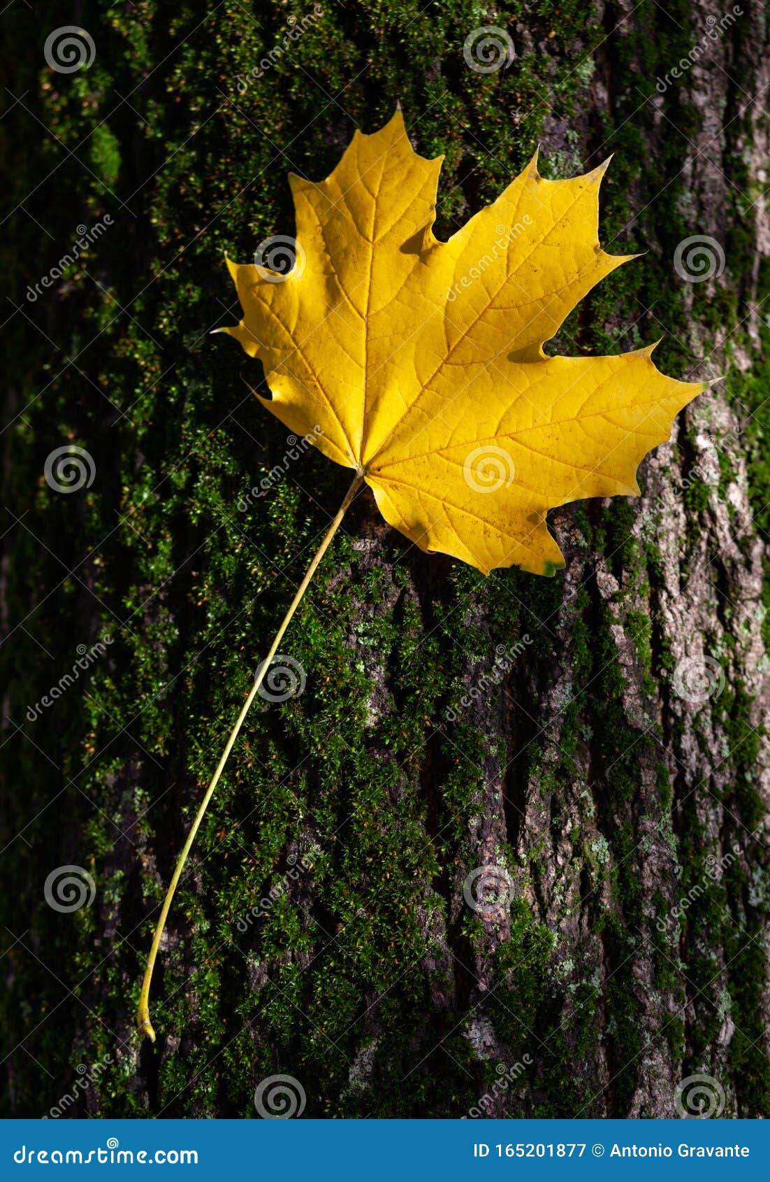 Yellow Maple Leaf on Tree Trunk, Fall Concept Stock Image - Image of ...