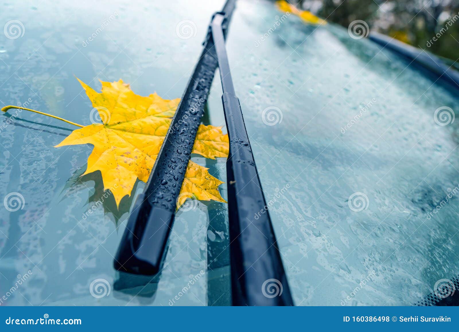 Yellow Maple Leaf Under Car Wiper on Windshield Stock Photo - Image of ...