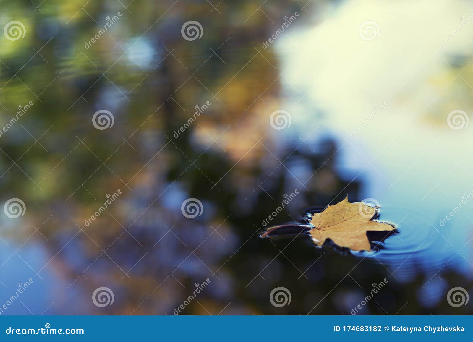 Yellow Maple Leaf in Water. Autumn Trees Reflections. View from Above ...