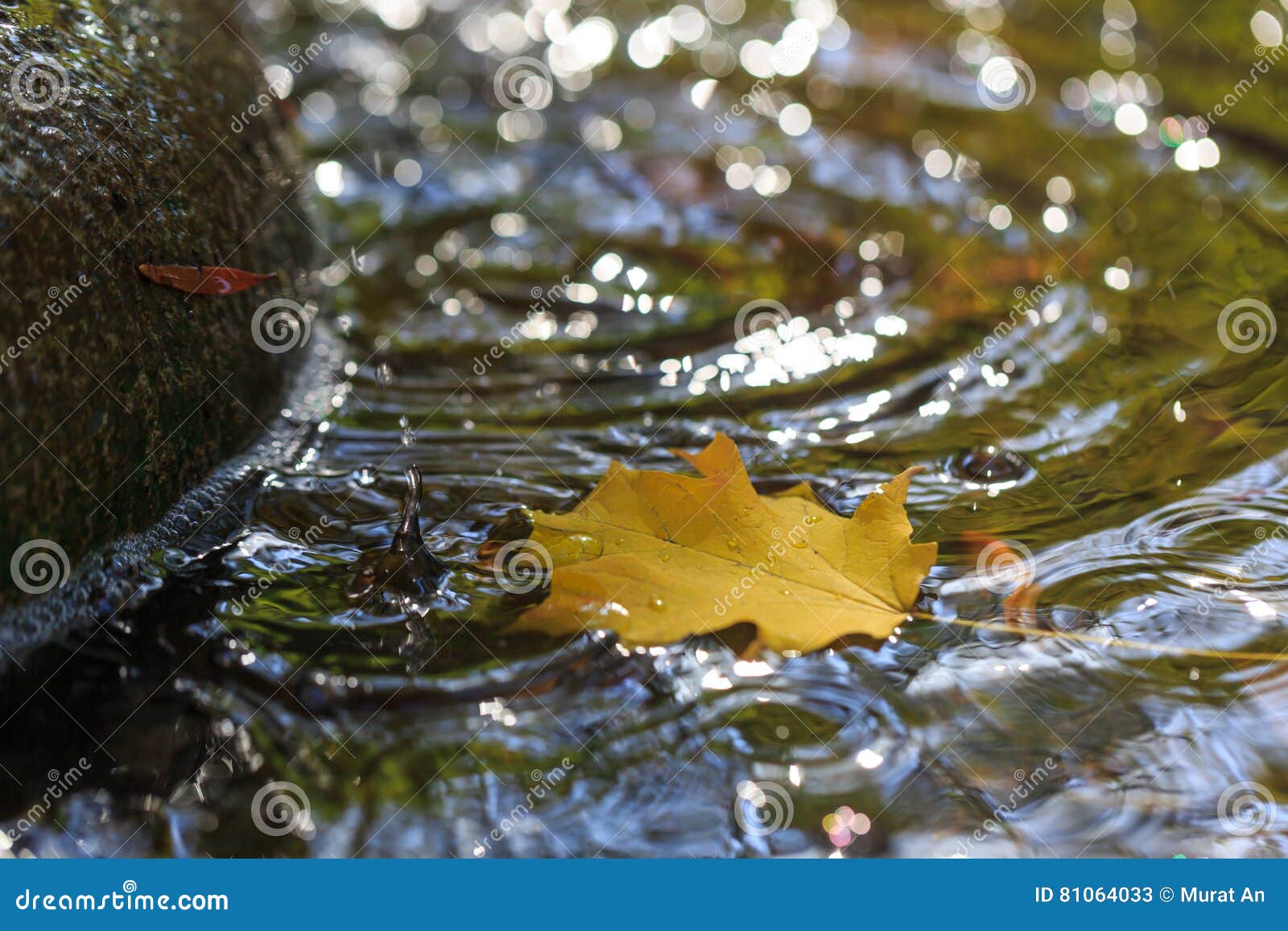 Yellow Maple Leaf with Water Splash. Stock Image - Image of maple ...