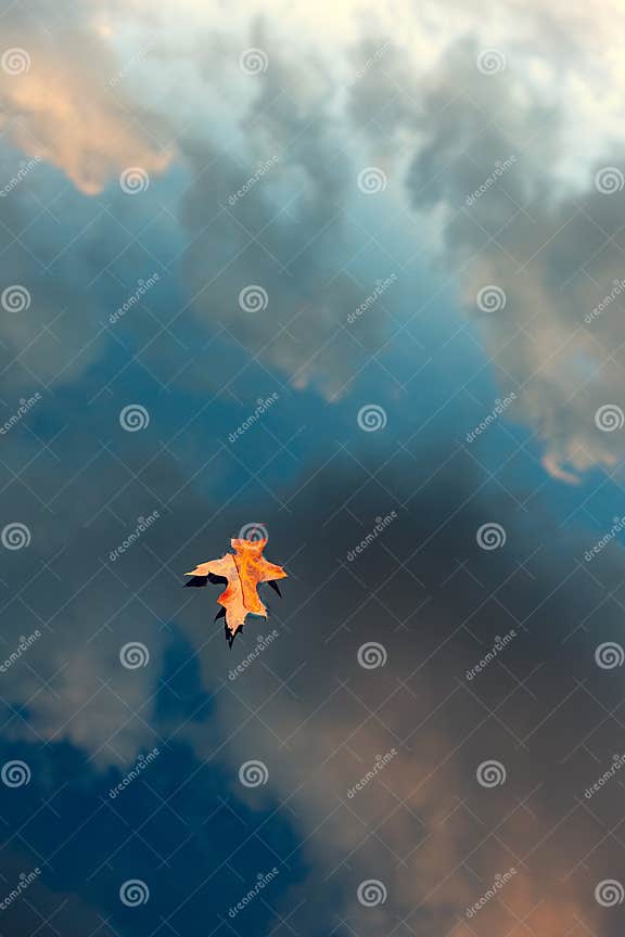 Yellow Maple Leaf on the Waves of a Blue Lake Stock Photo - Image of ...