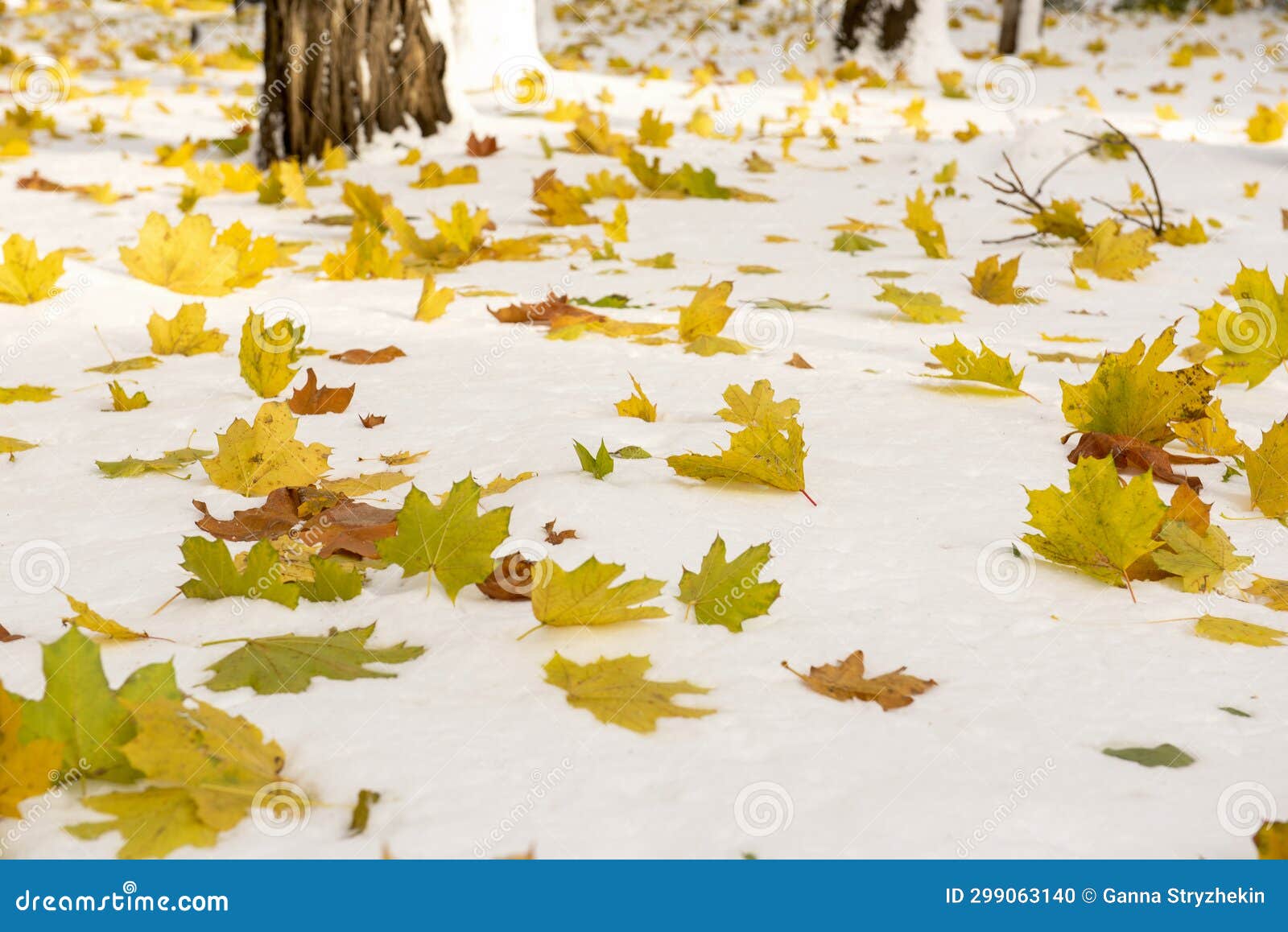 Yellow Maple Leaf on White Snow. Sudden Change in Weather, Stock Photo ...