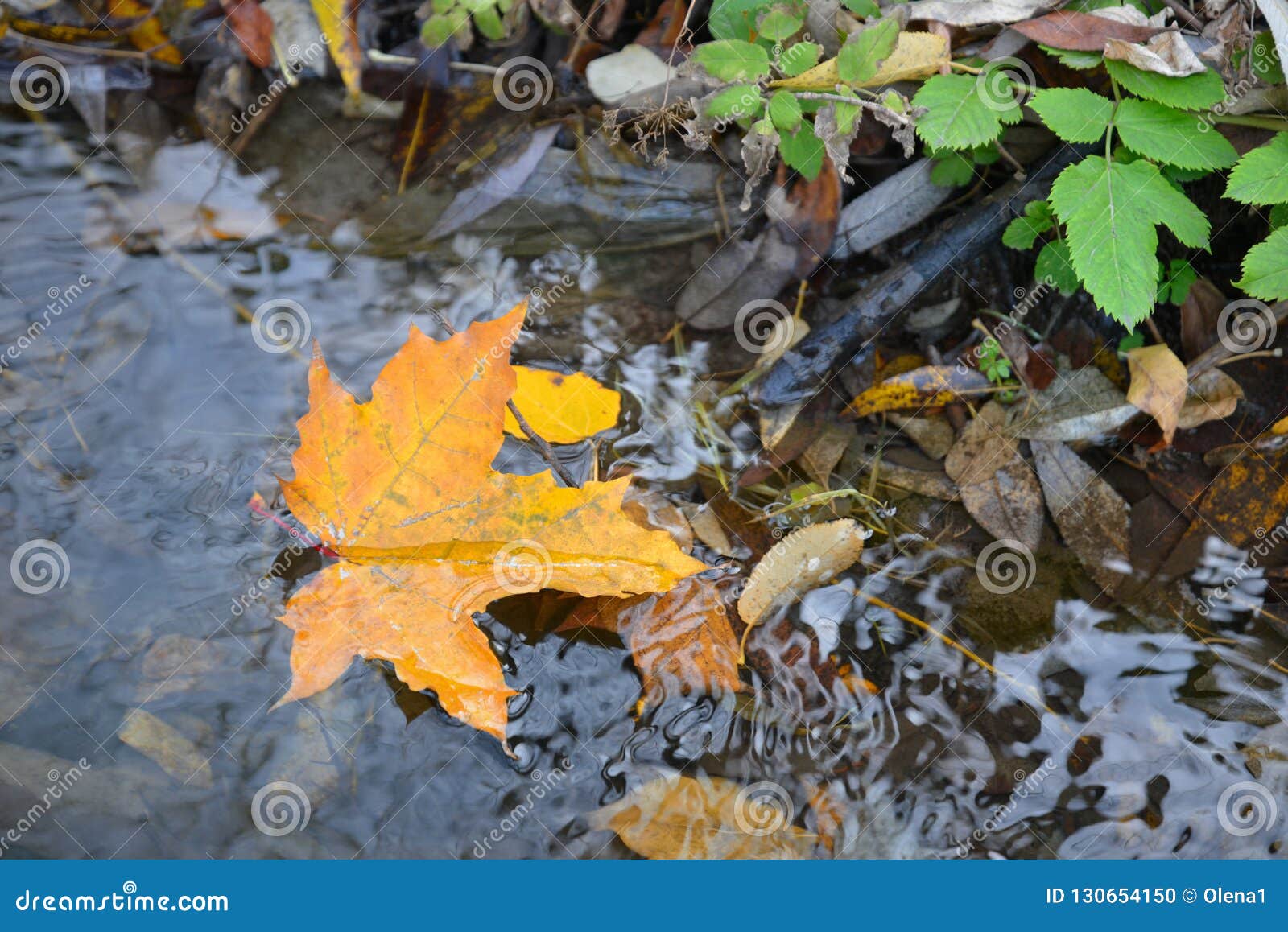 Yellow maple leaf stock photo. Image of autumn, leaf - 130654150