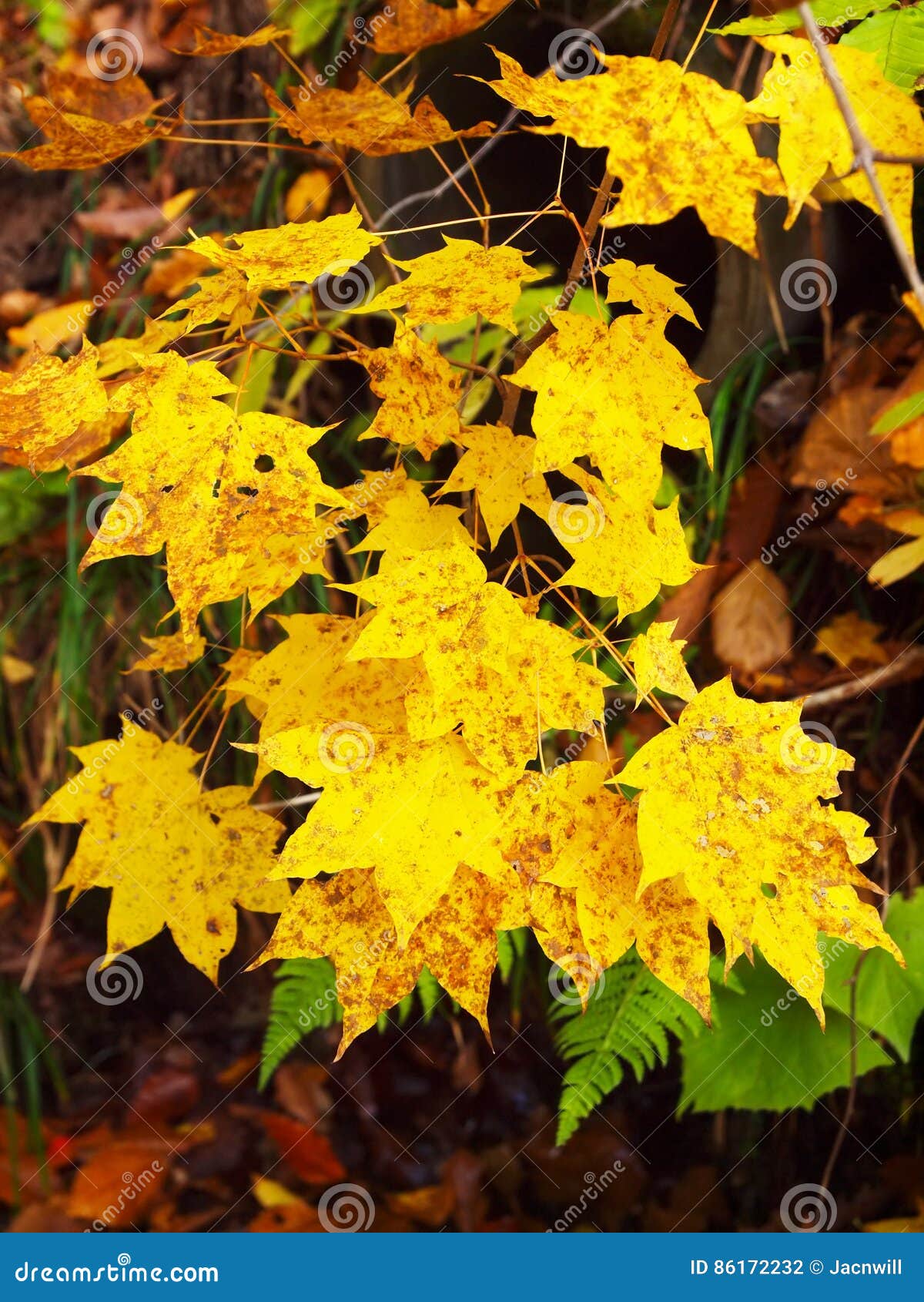 Yellow Maple Leafs stock photo. Image of autumn, dressed - 86172232