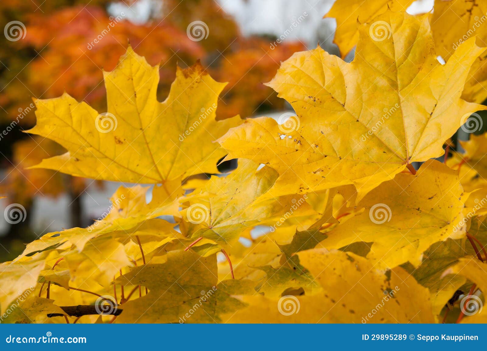Yellow maple leafs stock image. Image of color, light - 29895289