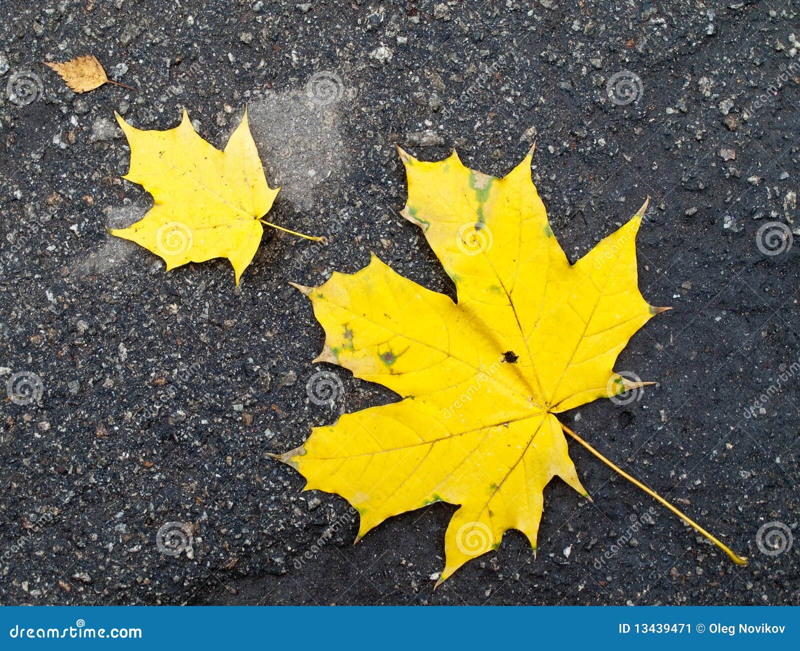 Yellow maple leaves stock image. Image of granular, maple - 13439471