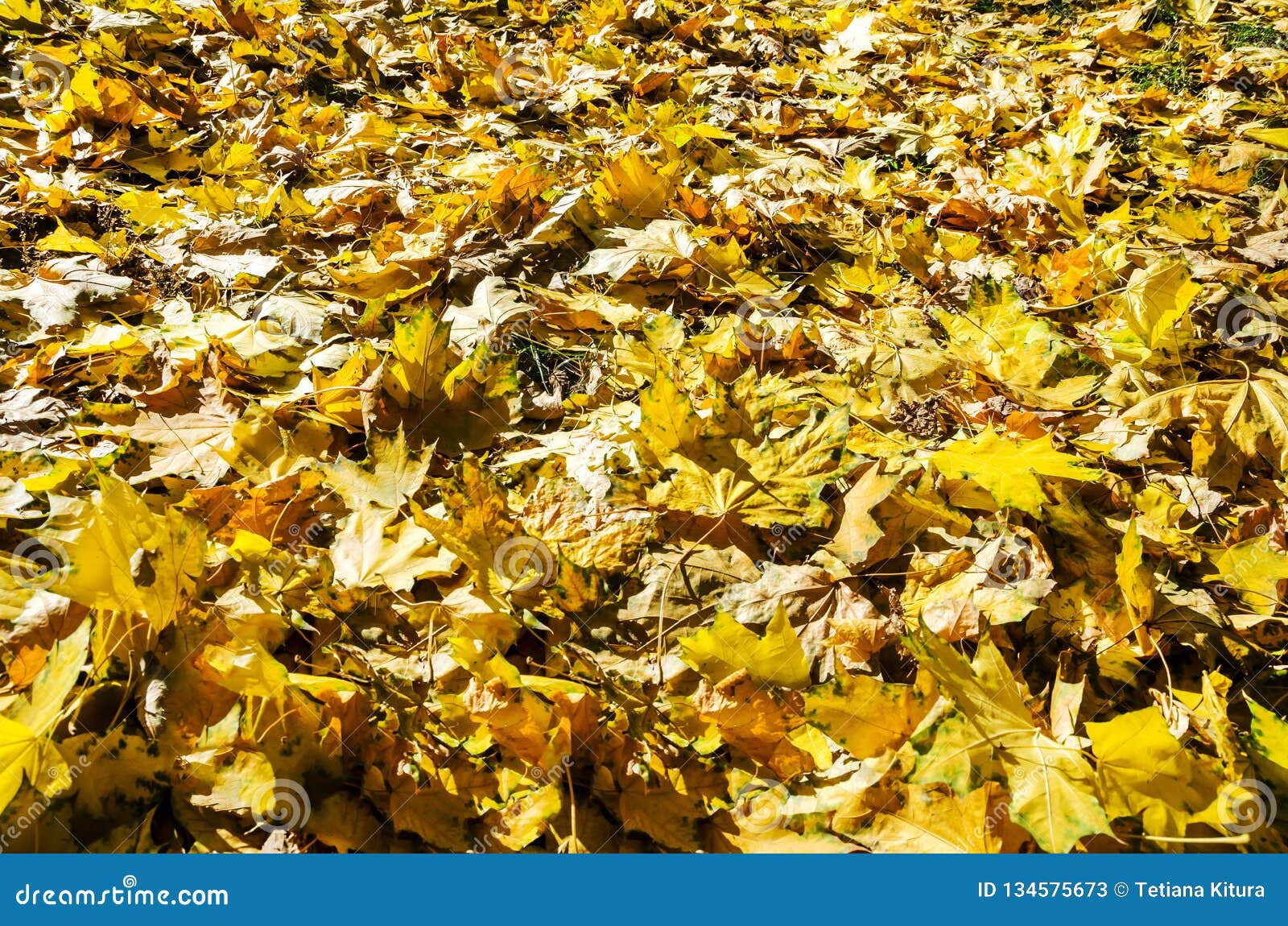 Yellow Maple Leaves in Autumn Stock Image - Image of clean, bright ...