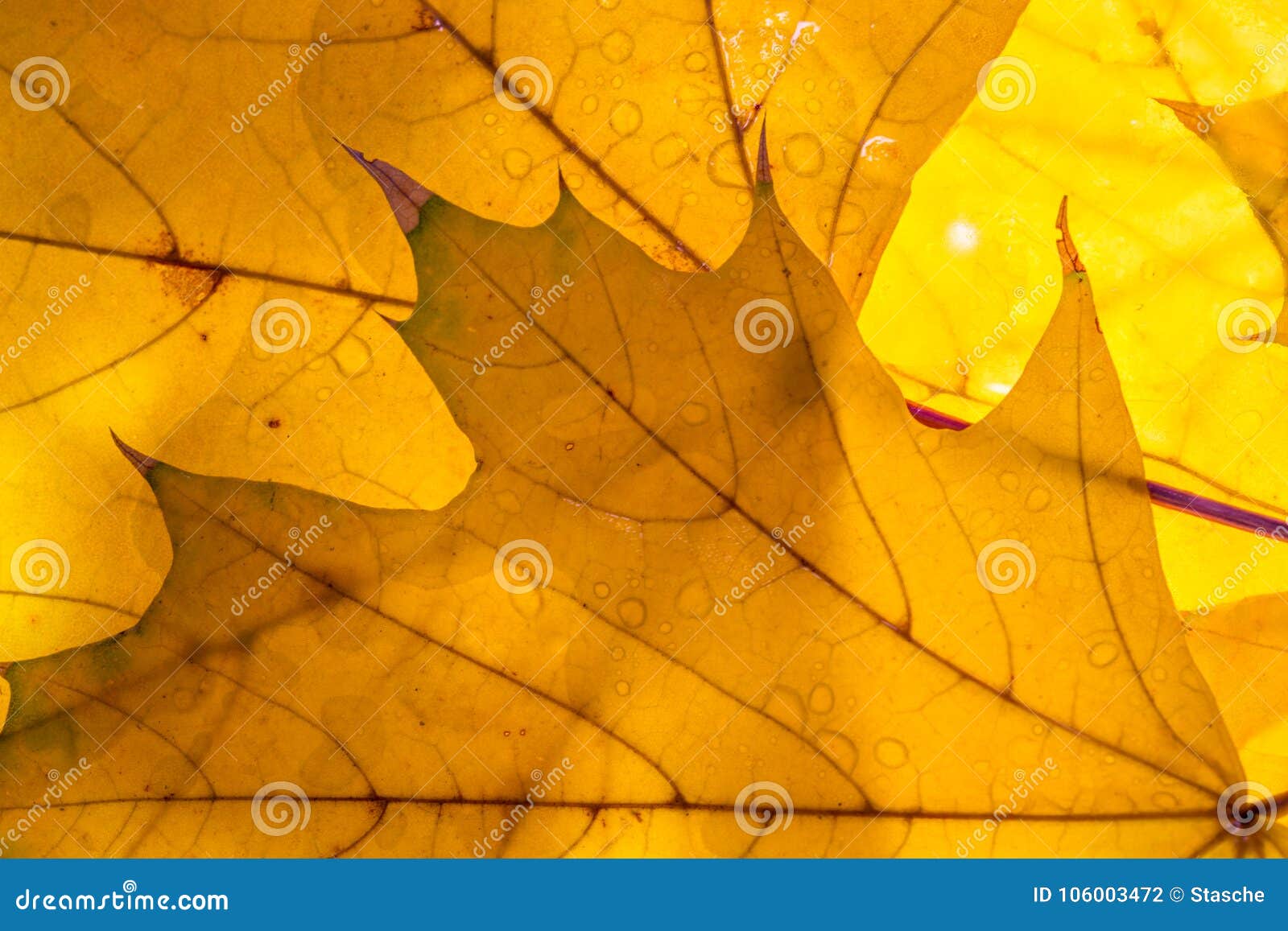 Yellow Maple Leaves Backlit Background Stock Photo - Image of leaves ...