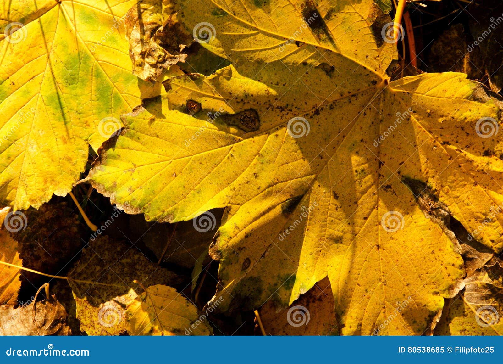 Yellow maple leaves stock image. Image of branch, detail - 80538685