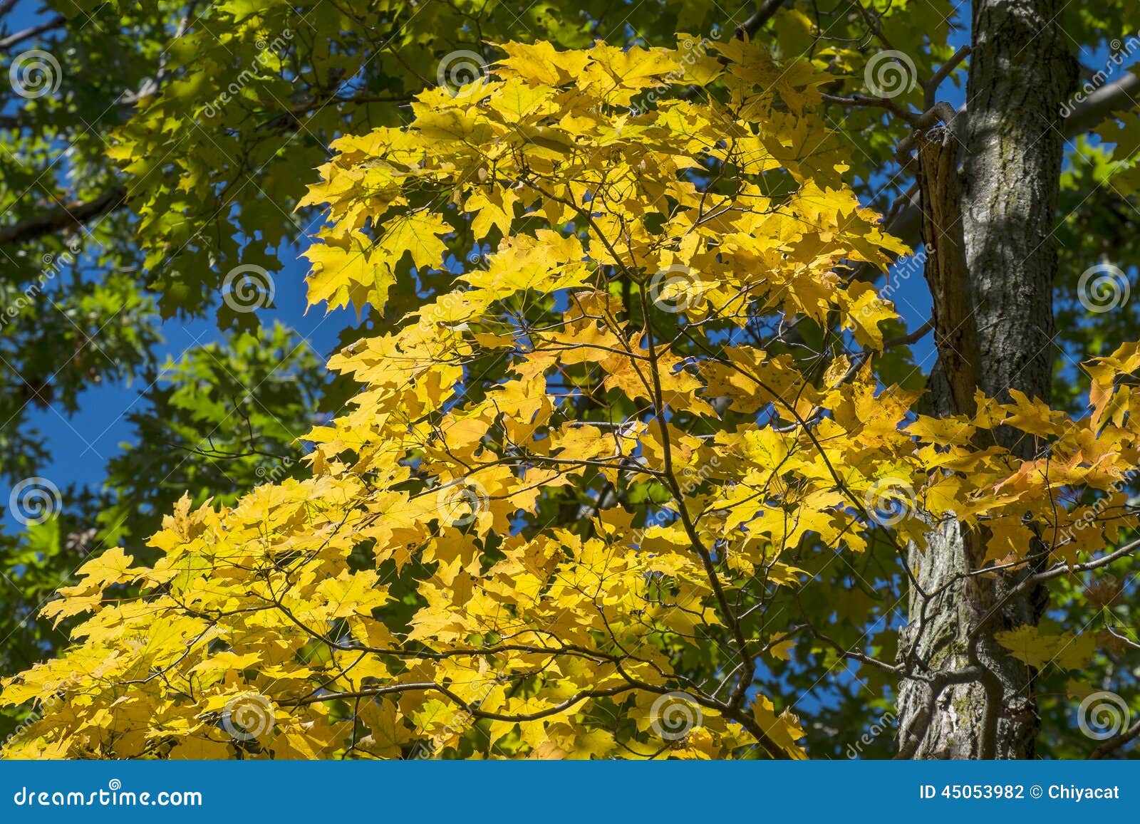 Yellow Maple Leaves in the Fall #3 Stock Photo - Image of blue, trees ...