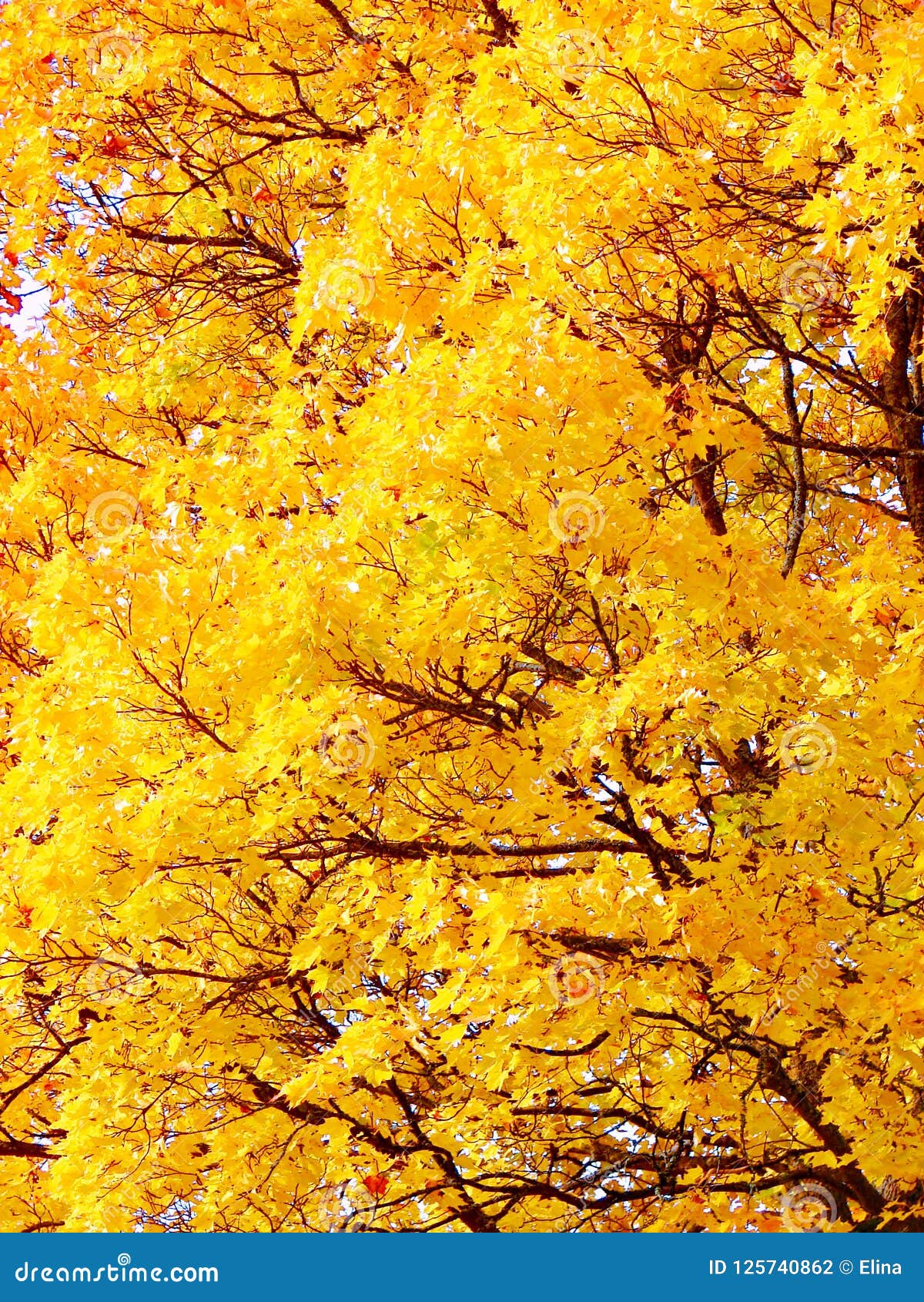 Yellow Maple Leaves in Fall Natural Background Stock Photo - Image of ...