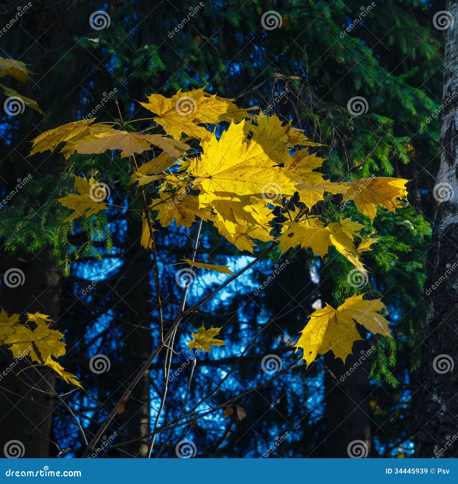 Yellow maple leaves stock image. Image of nature, plants - 34445939