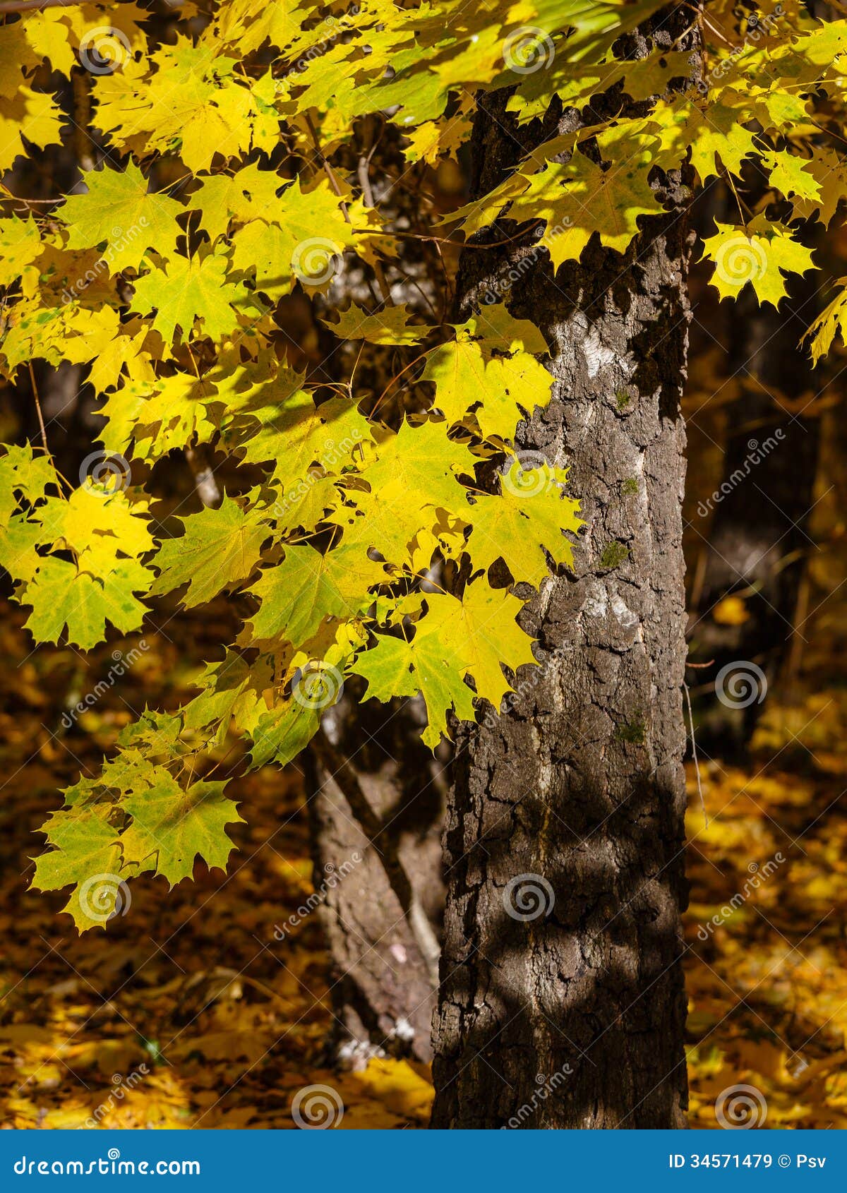 Yellow maple leaves stock image. Image of tree, fall - 34571479