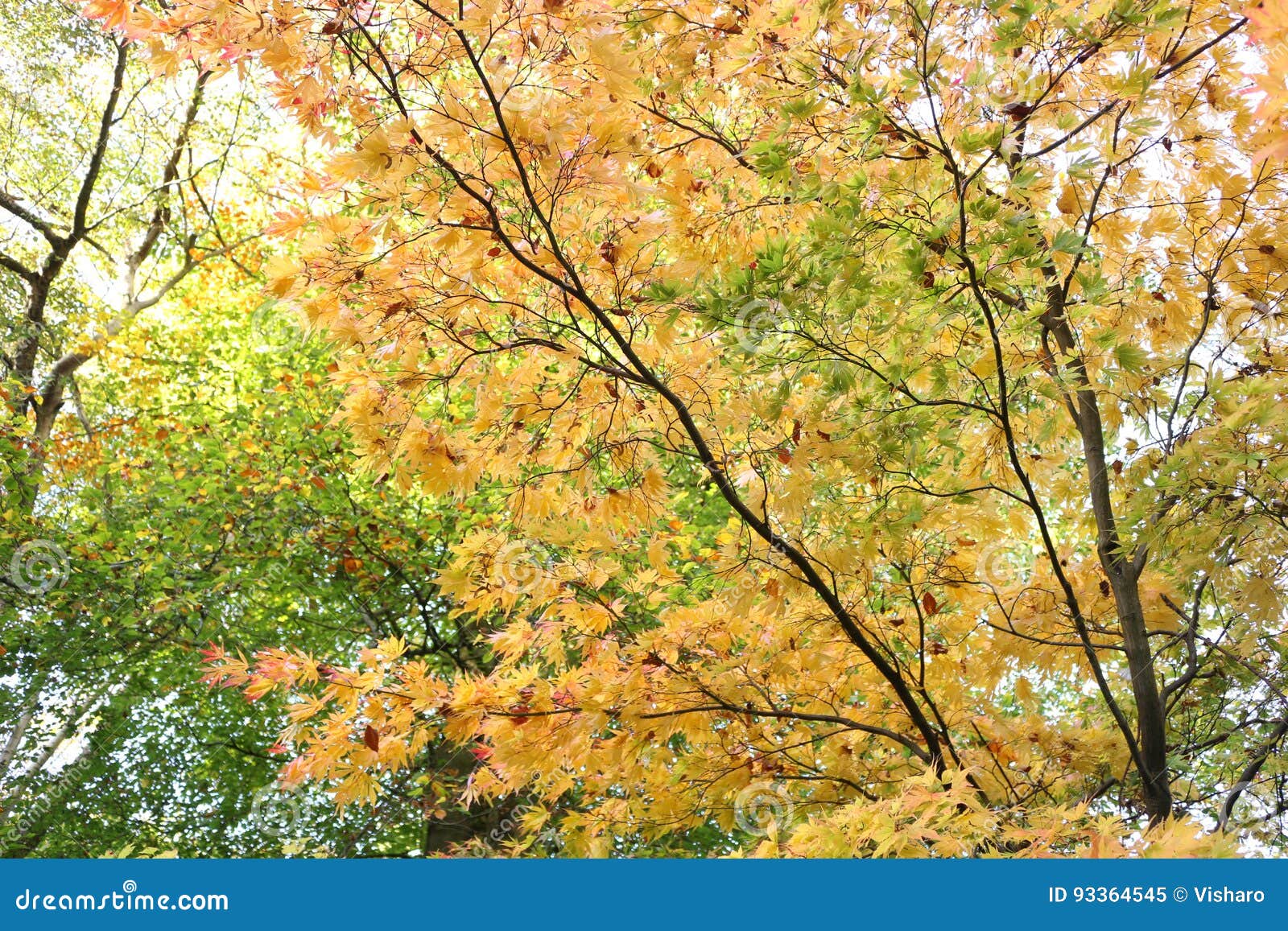 Yellow Maple Leaves stock image. Image of leaf, tree - 93364545