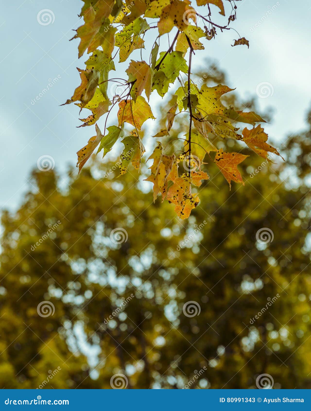 Yellow Maple Leaves on Tree Stock Image - Image of leaves, colour: 80991343