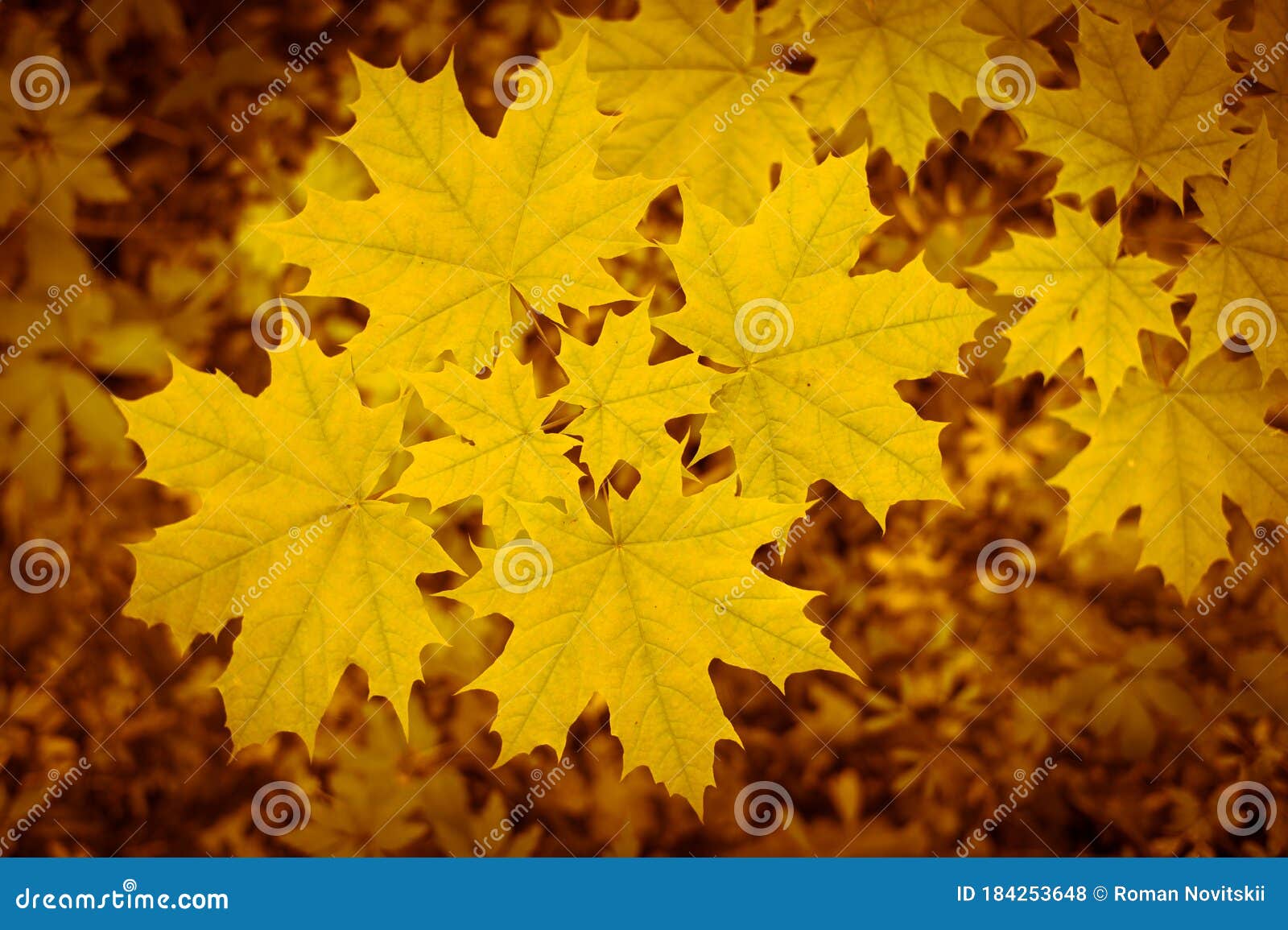 Yellow Maple Leaves on a Young Tree Against the Forest Canopy. Natural ...