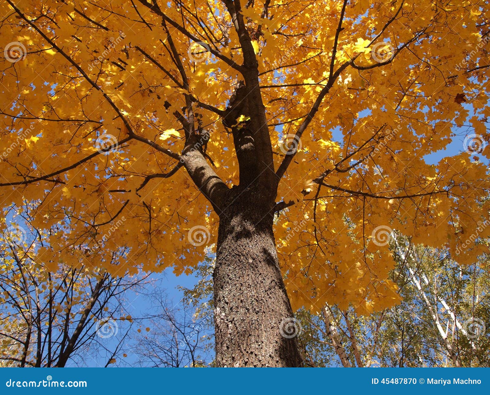 Yellow maple stock photo. Image of nature, green, north - 45487870