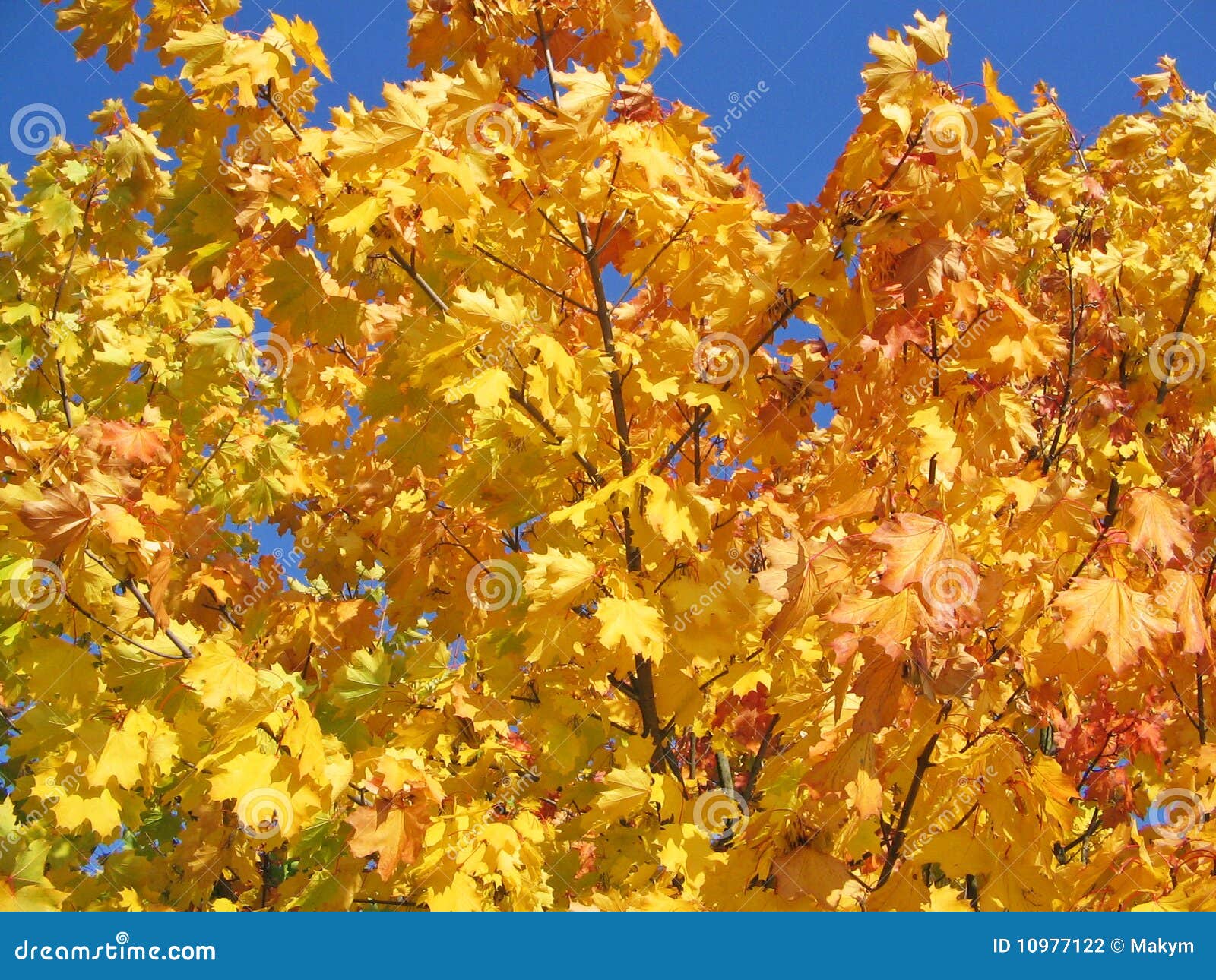 Yellow maple tree stock photo. Image of beautiful, gold - 10977122
