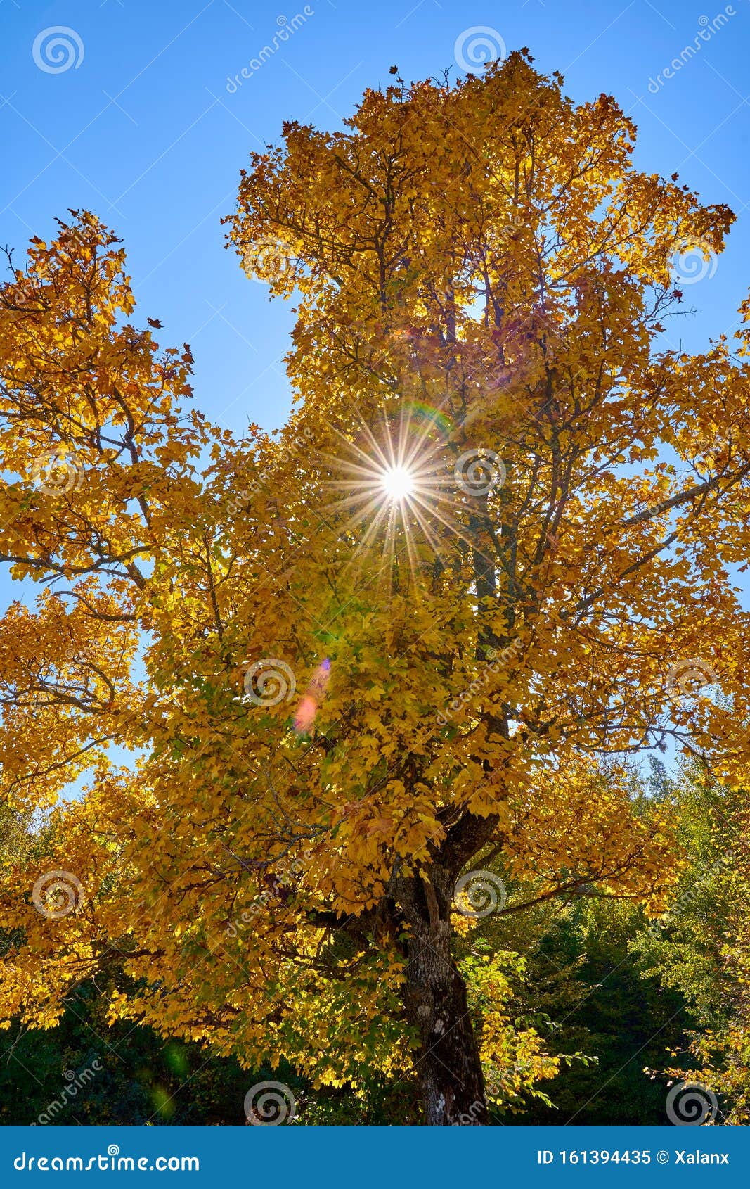 Yellow maple tree stock image. Image of texture, acer - 161394435