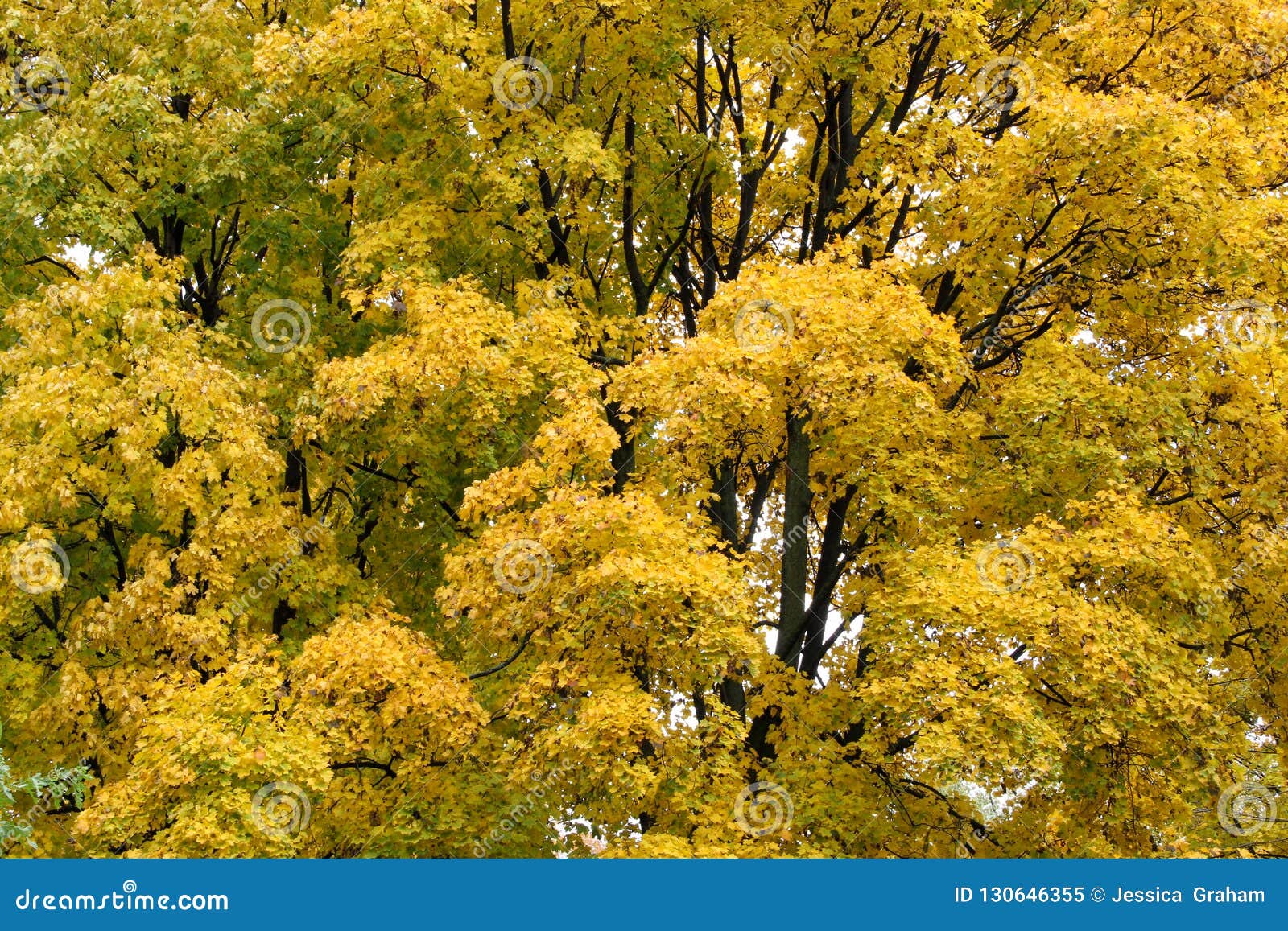 Yellow Maple Tree in the Autumn Stock Image - Image of maple, cold ...