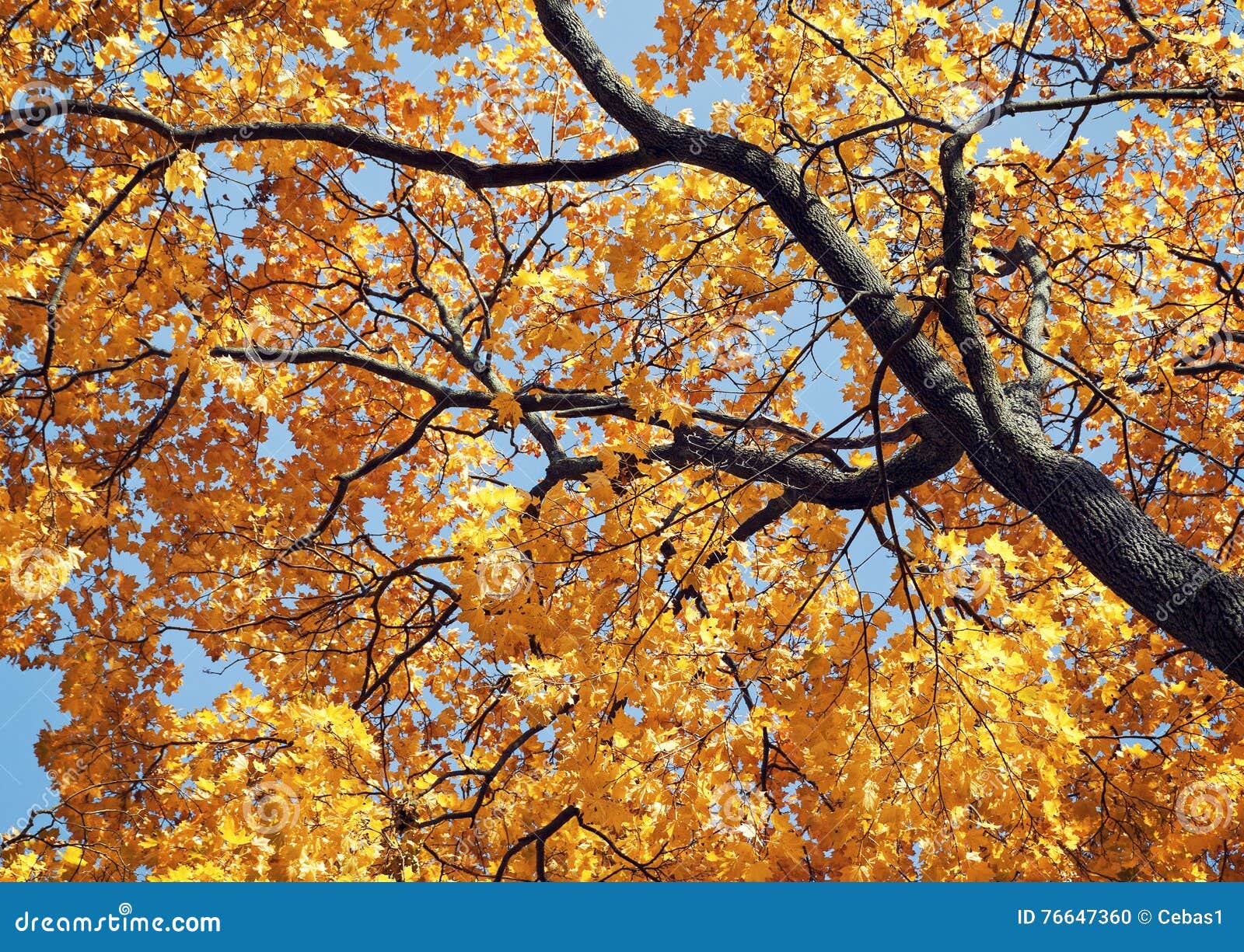 Yellow Maple Tree in Autumn Stock Photo - Image of fall, beautiful ...