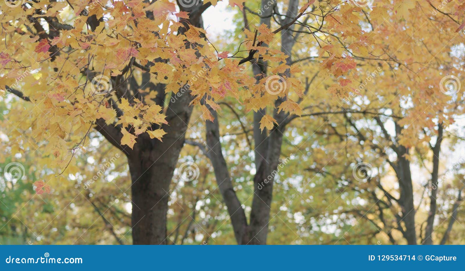 Yellow Maple Tree in Autumn Stock Photo - Image of fall, october: 129534714