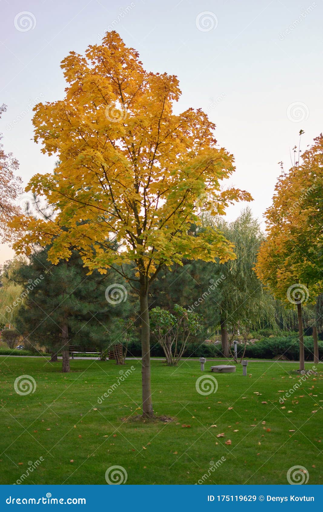 Yellow Maple Tree in Autumnal Park. Stock Image - Image of grass, leaf ...