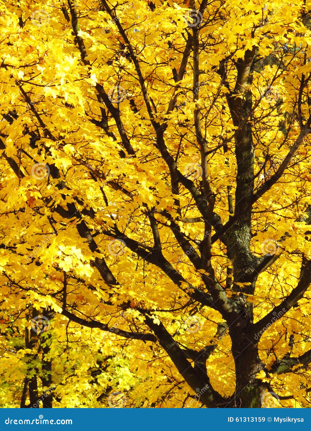 Yellow maple tree stock image. Image of nature, maple - 61313159