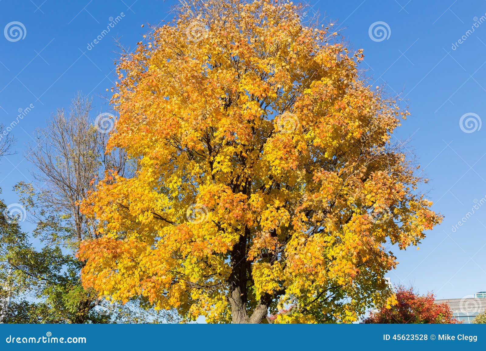 Yellow Maple Tree stock photo. Image of clear, angle - 45623528